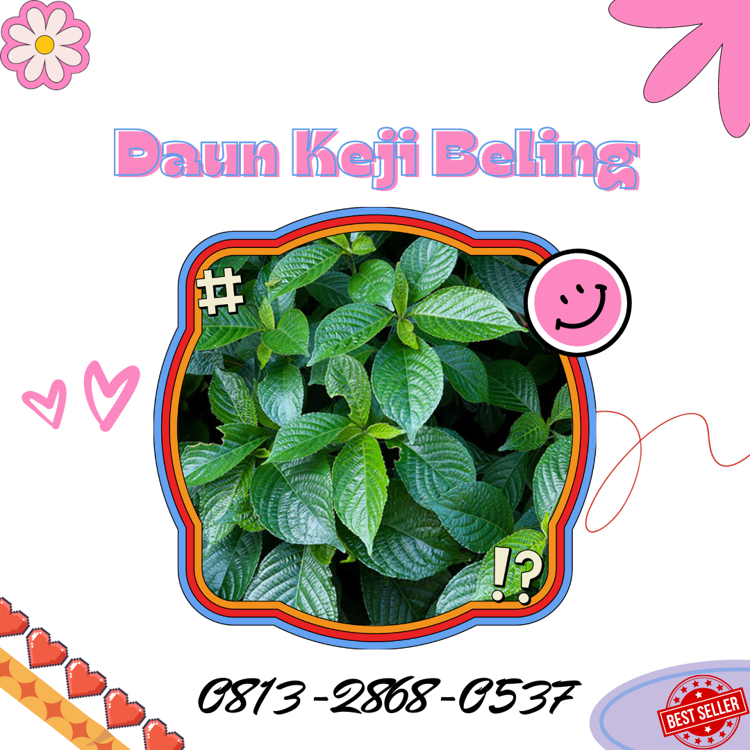 Pusat Budidaya Herbal Daun Keji Beling Alami Tambak Bayumas ...