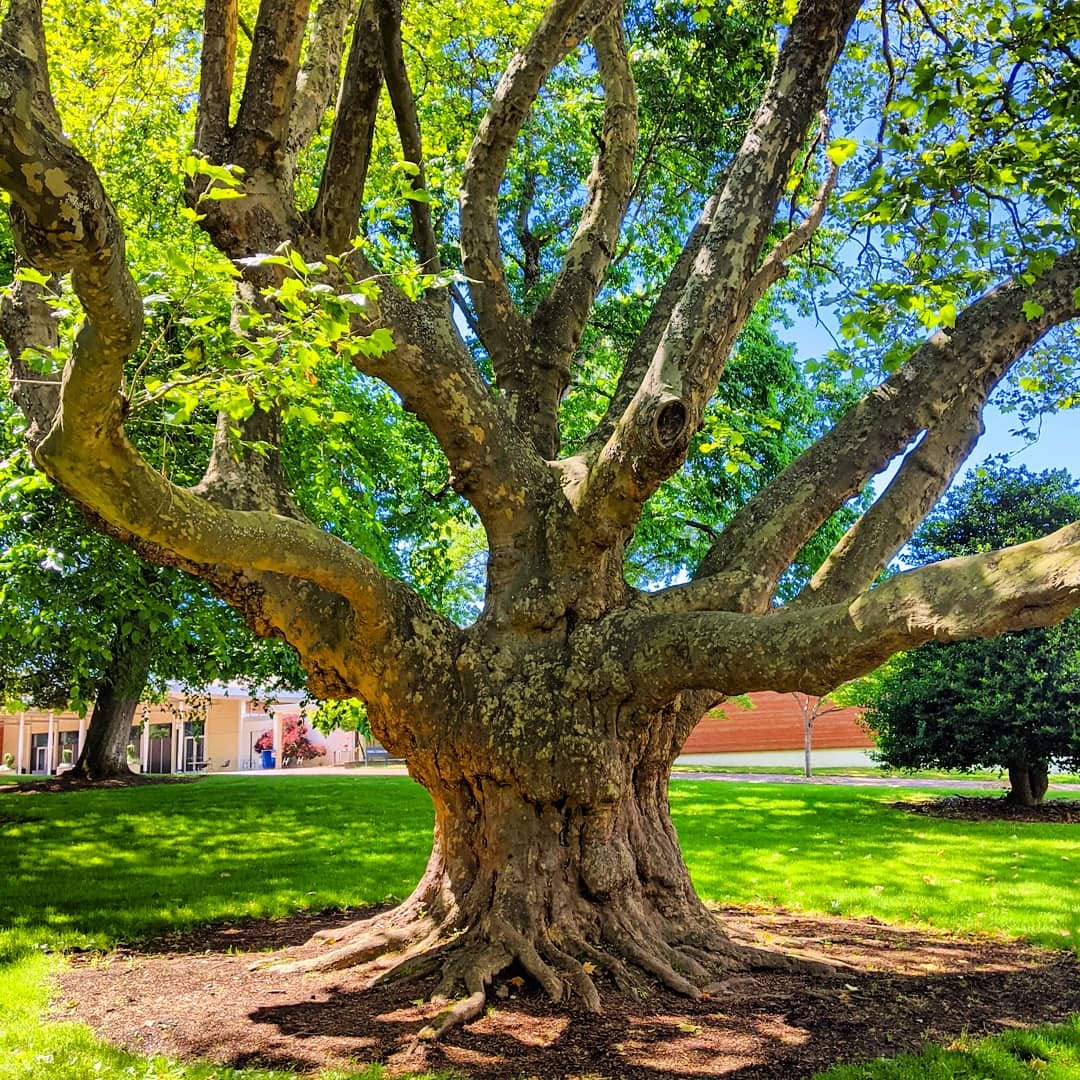 I Will Become a Mother Tree. The realization that all life is… | by ...