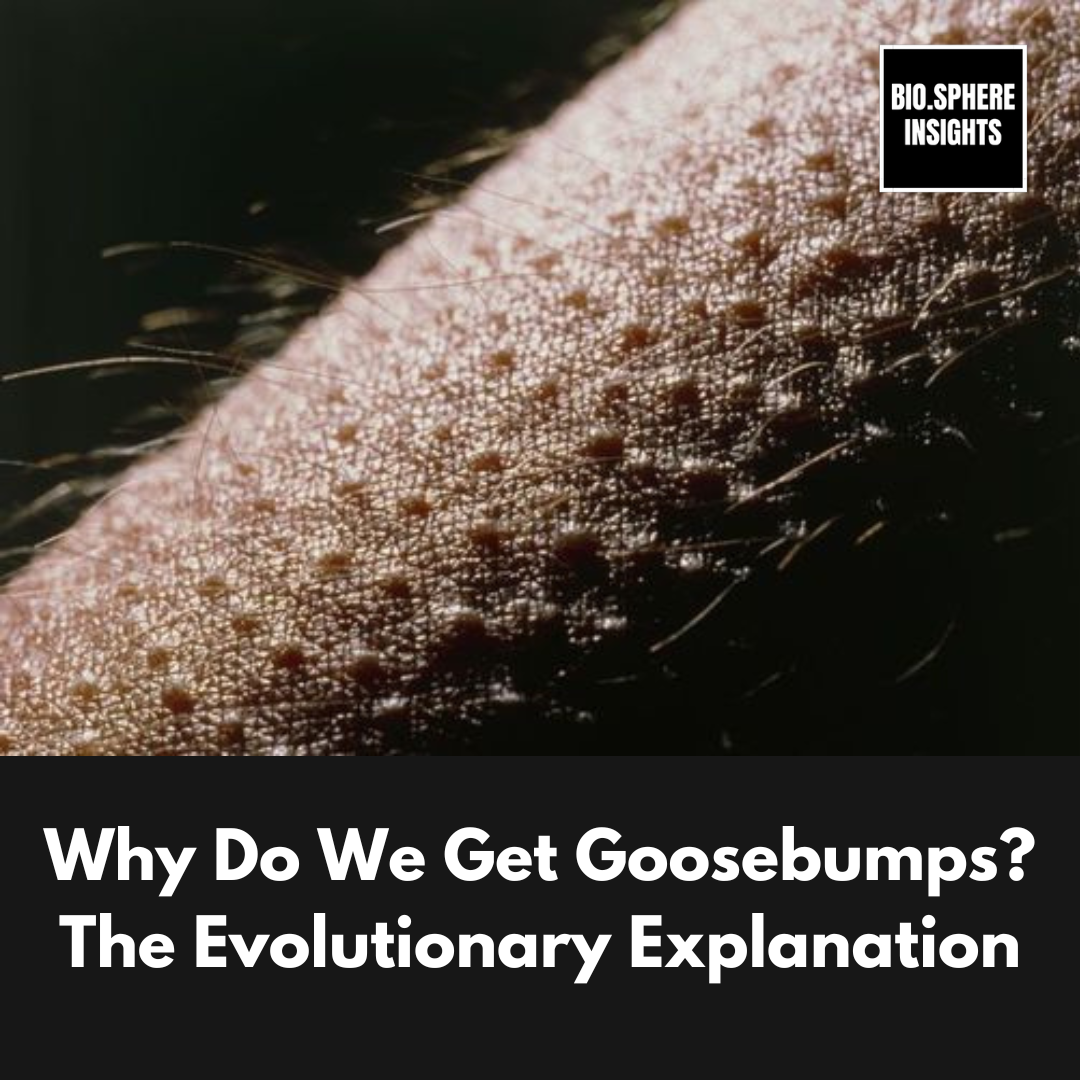 Why Do We Get Goosebumps? The Evolutionary Explanation | by ...