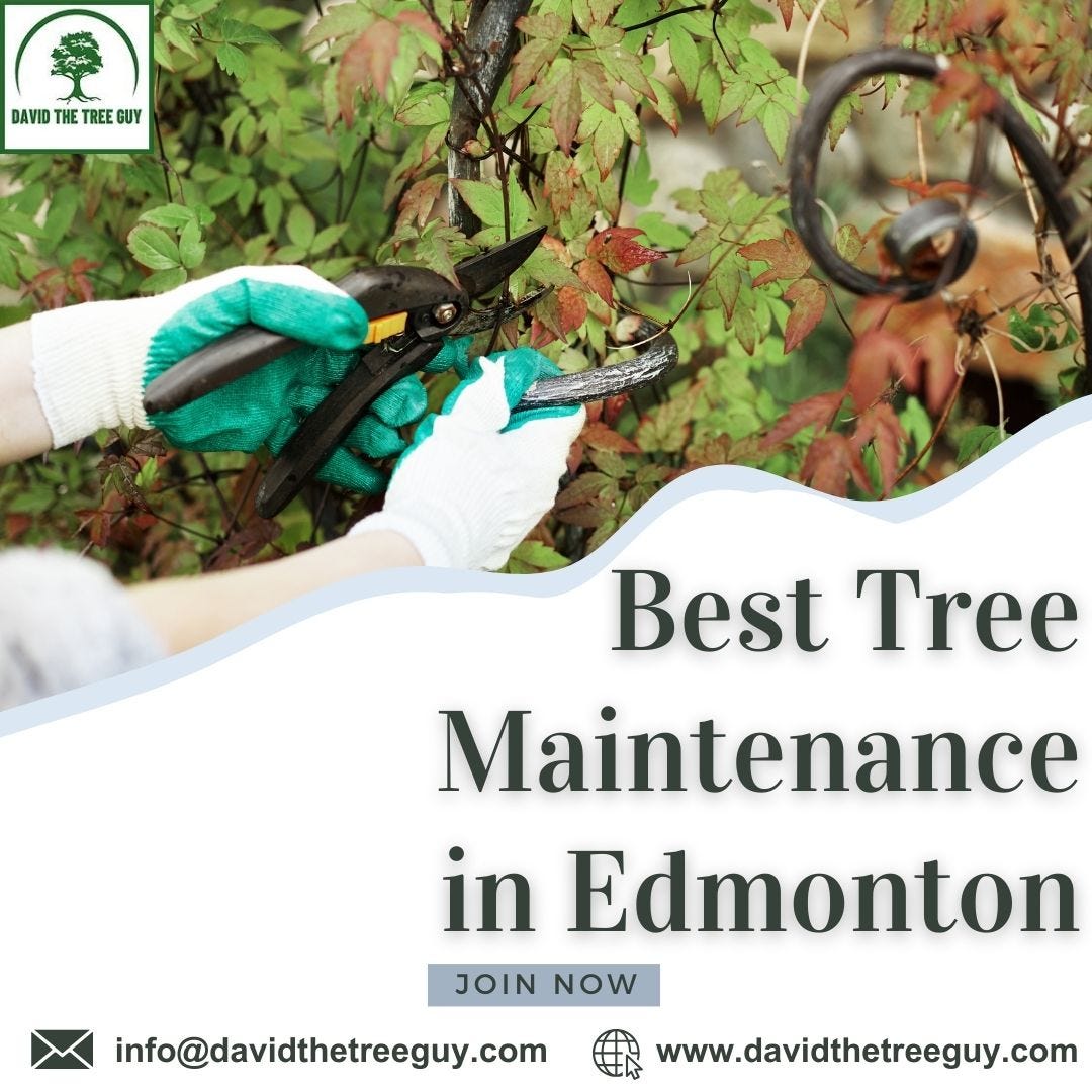 Best Tree Maintenance in Edmonton - David The Tree Guy - Medium