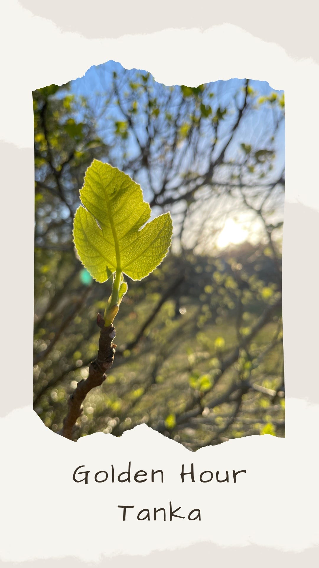 Golden Hour Tanka. Portrait of a leaf | by Sherry Atkinson | Paper ...