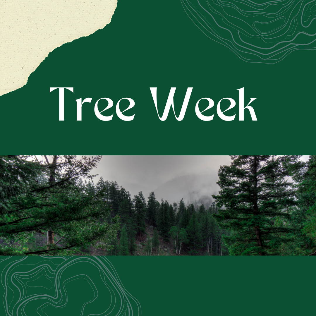 3 Reasons Why Trees Are Amazing Helpers in the Fight Against Global ...
