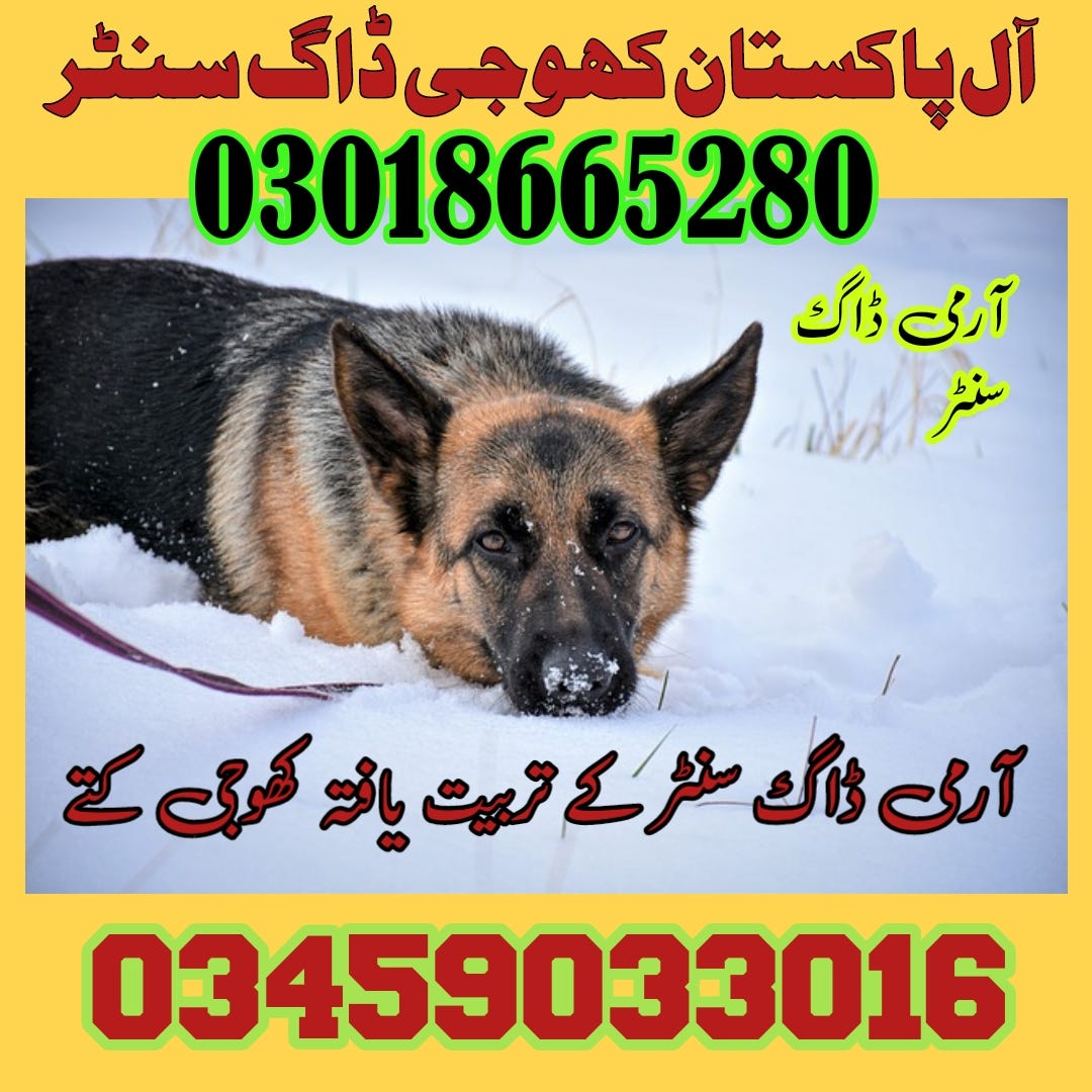Army Dog Center Wazirabad 03018665280 Special Trained Dogs - Army Dog ...
