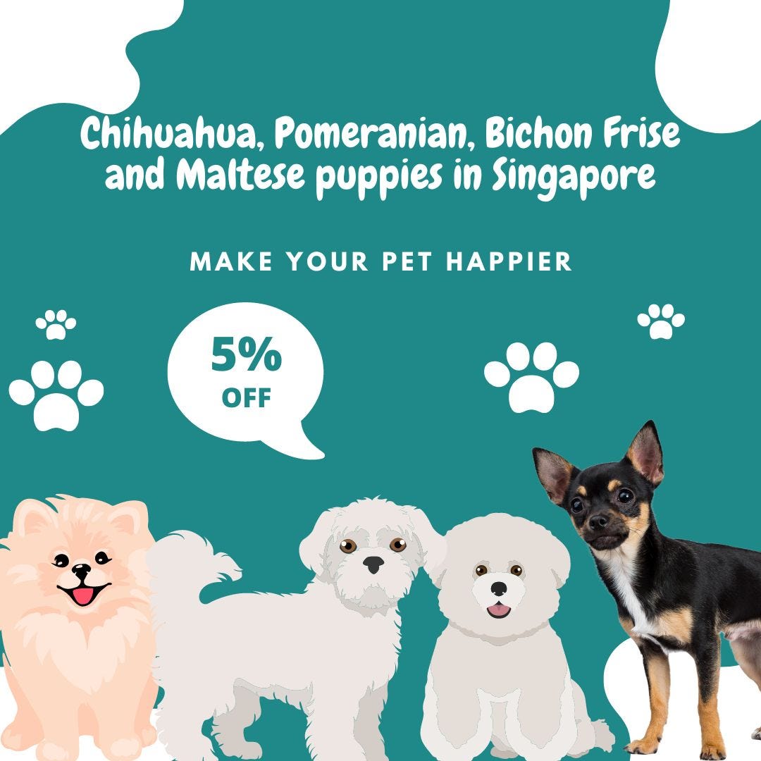 Shih Tzu puppies for sale in Dubai - logicthink12 - Medium