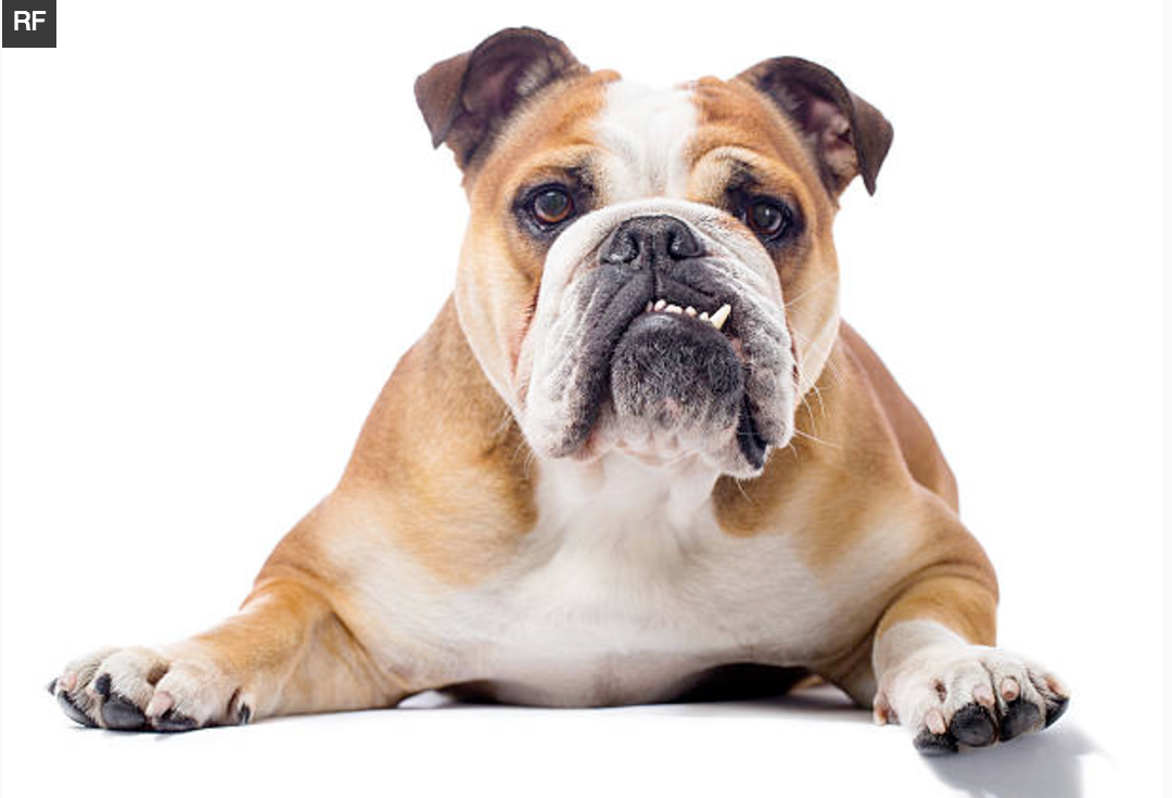 ¿Cómo educar a un perro desobediente? | by DogCrowd | Medium