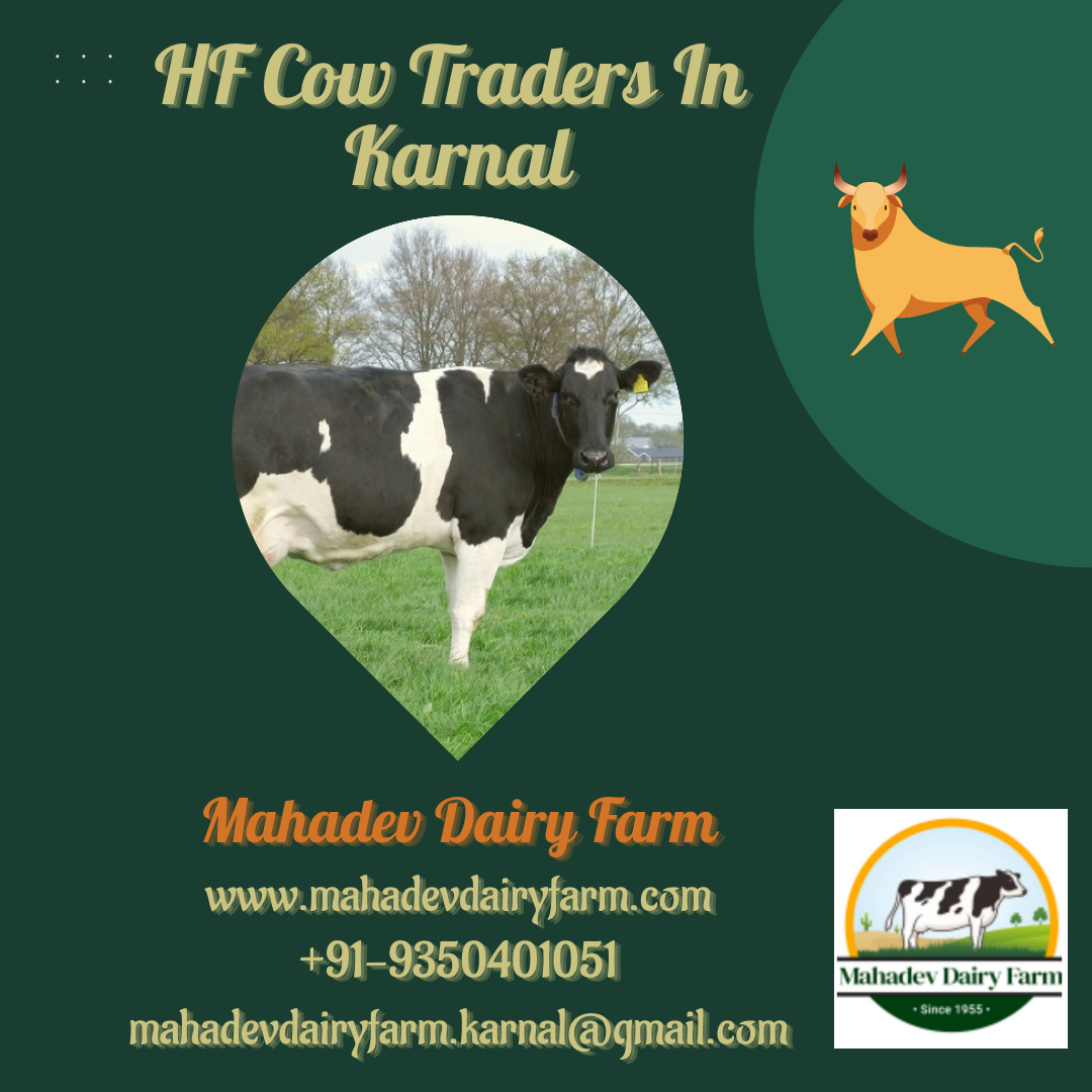 HF Cow Traders In Karnal | Mahadev Dairy Farm - Mahadev Dairy Farm - Medium