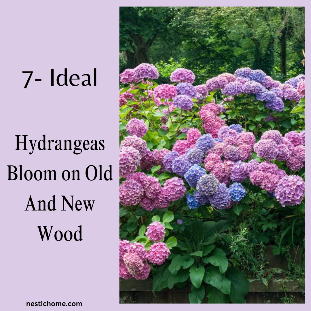 Pruning hydrangeas is an important task to help maintain their health ...