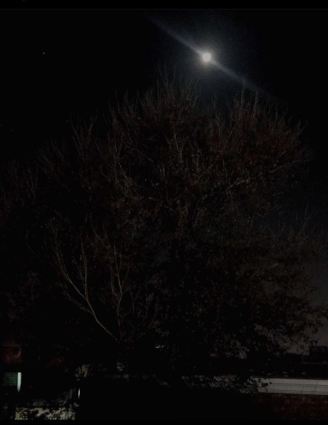 Harvest Moon over the Golden Tree | by Rana Muhammad Ans | Medium