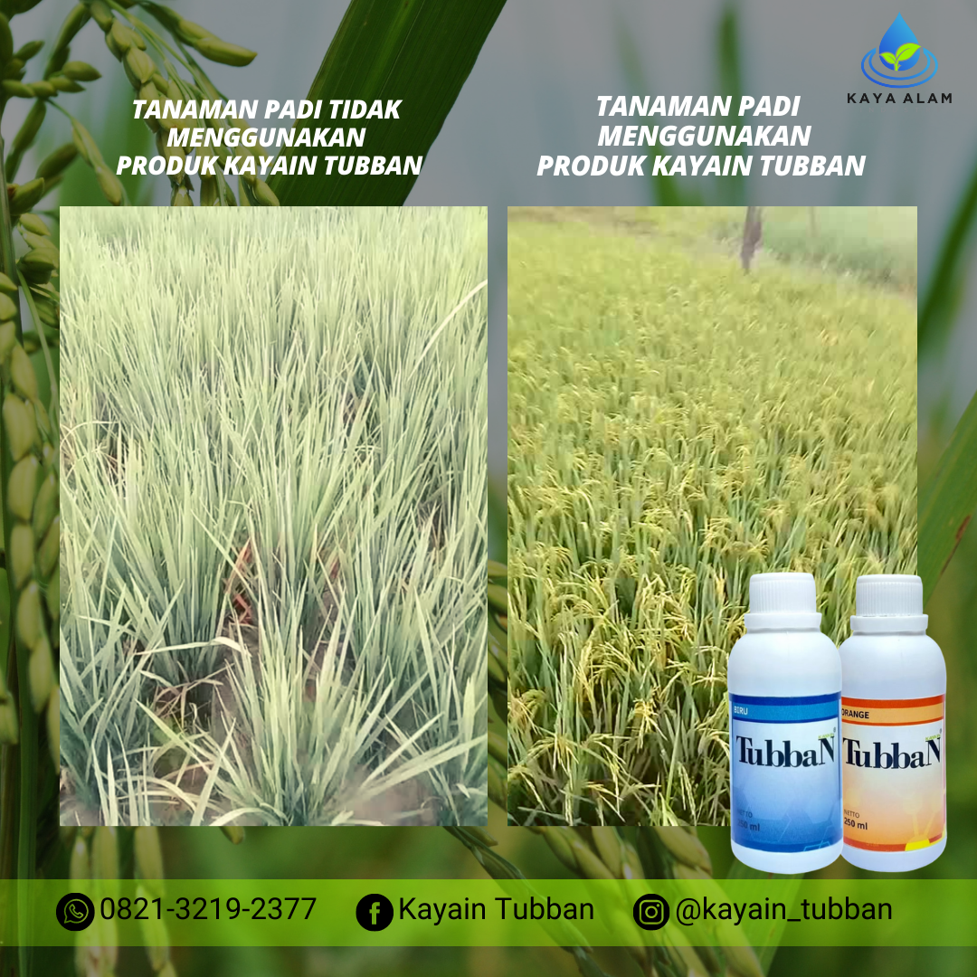 PAKET PUPUK PADI KAYAIN TUBBAN | by Kayain TubbaN | Medium PAKET PUPUK PADI KAYAIN TUBBAN | by Kayain TubbaN | Medium