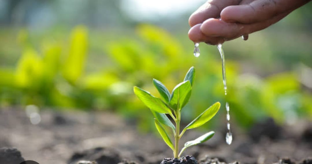 “Can Planting Trees Really Stop Climate Change? | by Priyankagupta ...