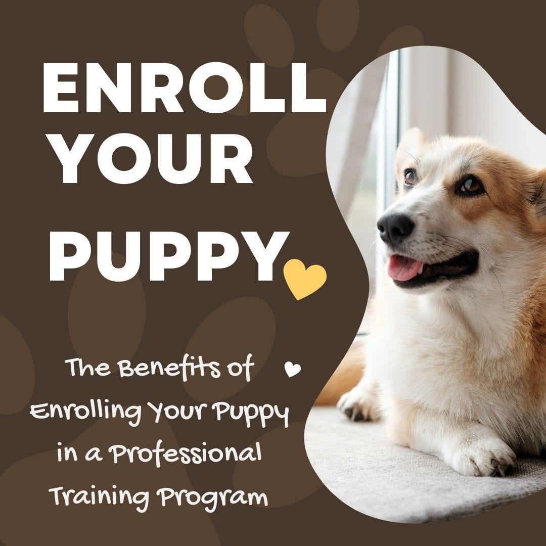 The Benefits of Enrolling Your Puppy in a Professional Training Program ...
