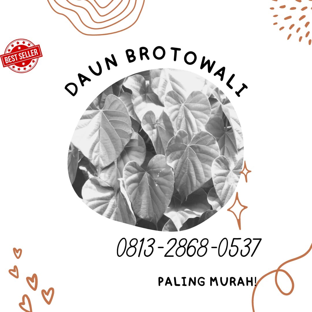 Pusat Budidaya Herbal Daun Brotowali Pohon Antawali Segar Fresh 30 ...
