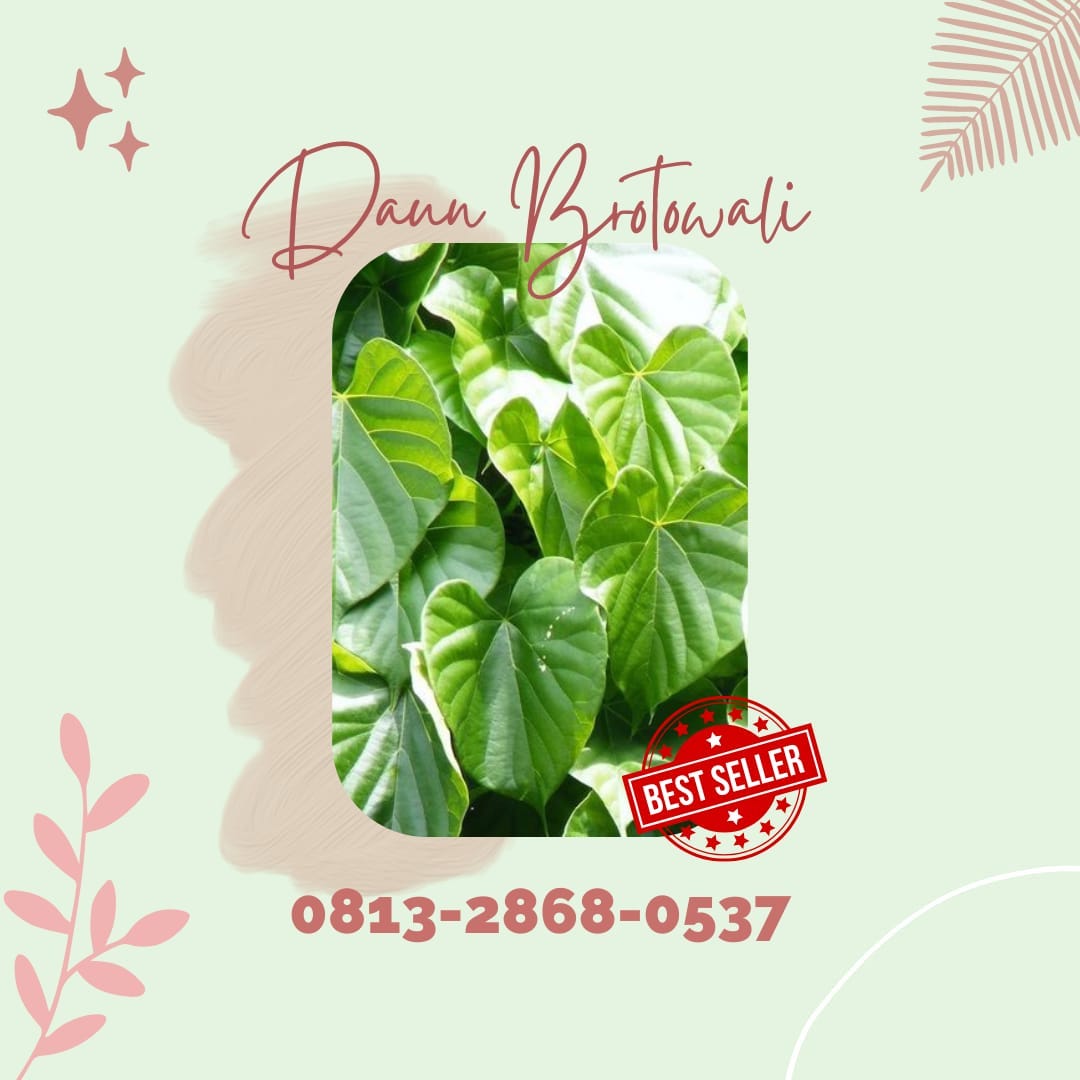 Pusat Budidaya Herbal Daun Brotowali Pohon Antawali Segar Fresh 30 ...