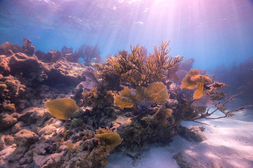 Banana Reef -North Male Atoll | Best Diving Place in Maldives ...
