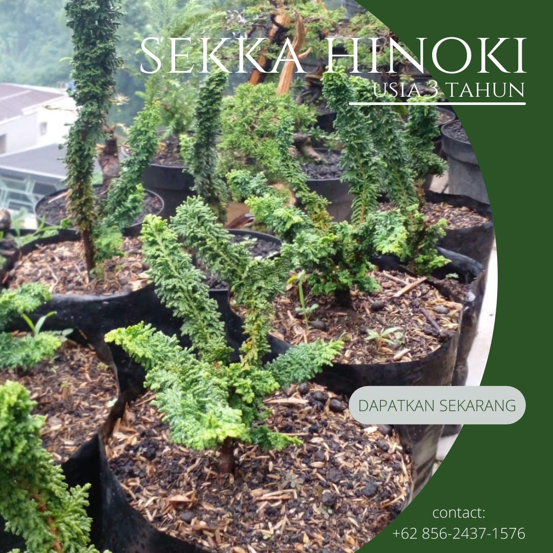 085624371576, rekomendasi bibit bonsai cemara import, lokasi jual bibit ...