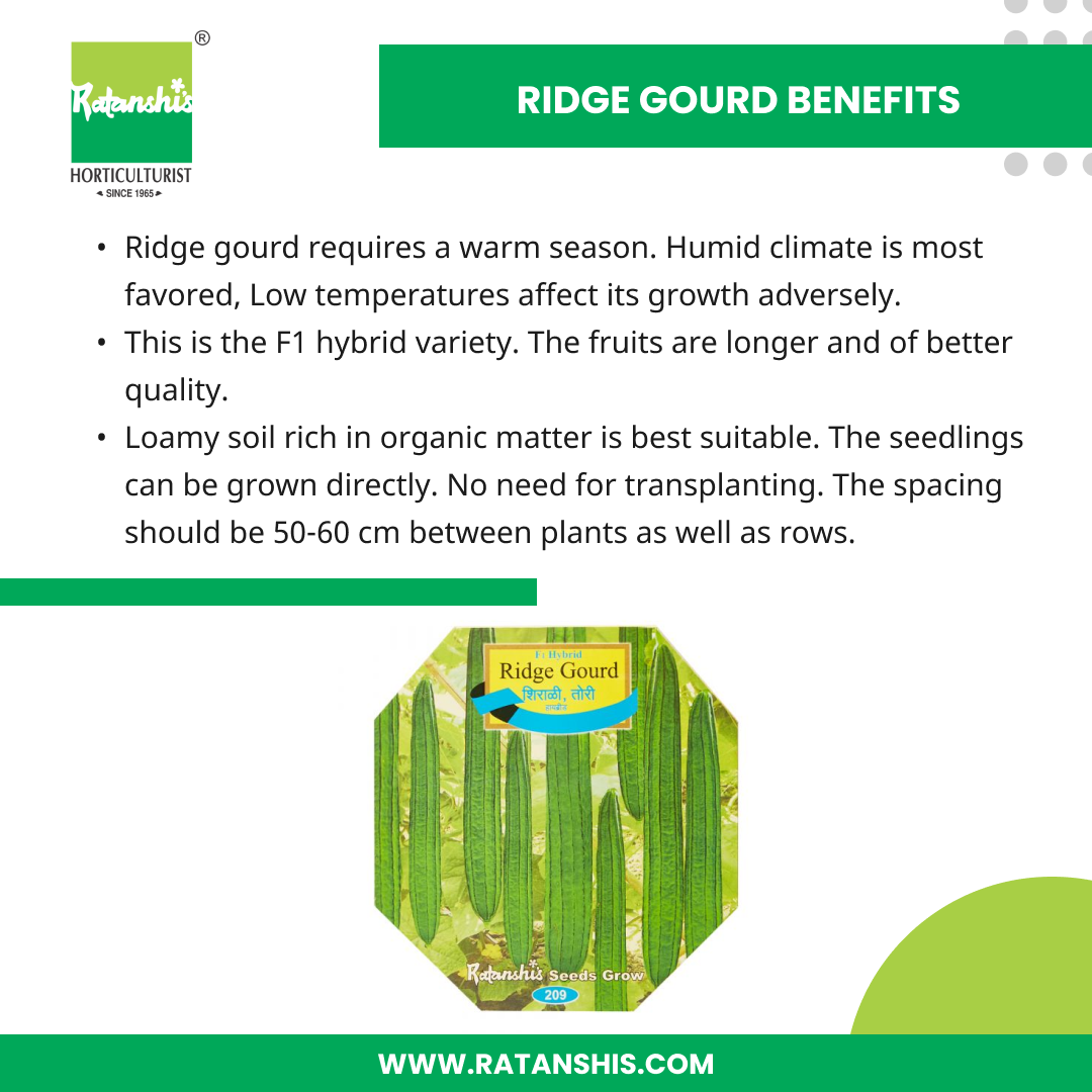 Ridge Gourd Benefits - Ratanshis - Medium