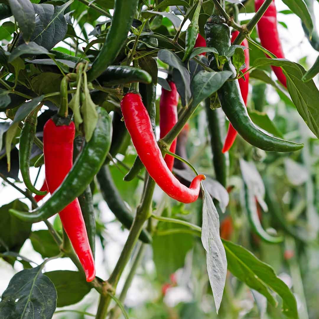 Long-Chilli-Plant. Buy Long Chilli Plant(Milagaai) from… | by santhi ...