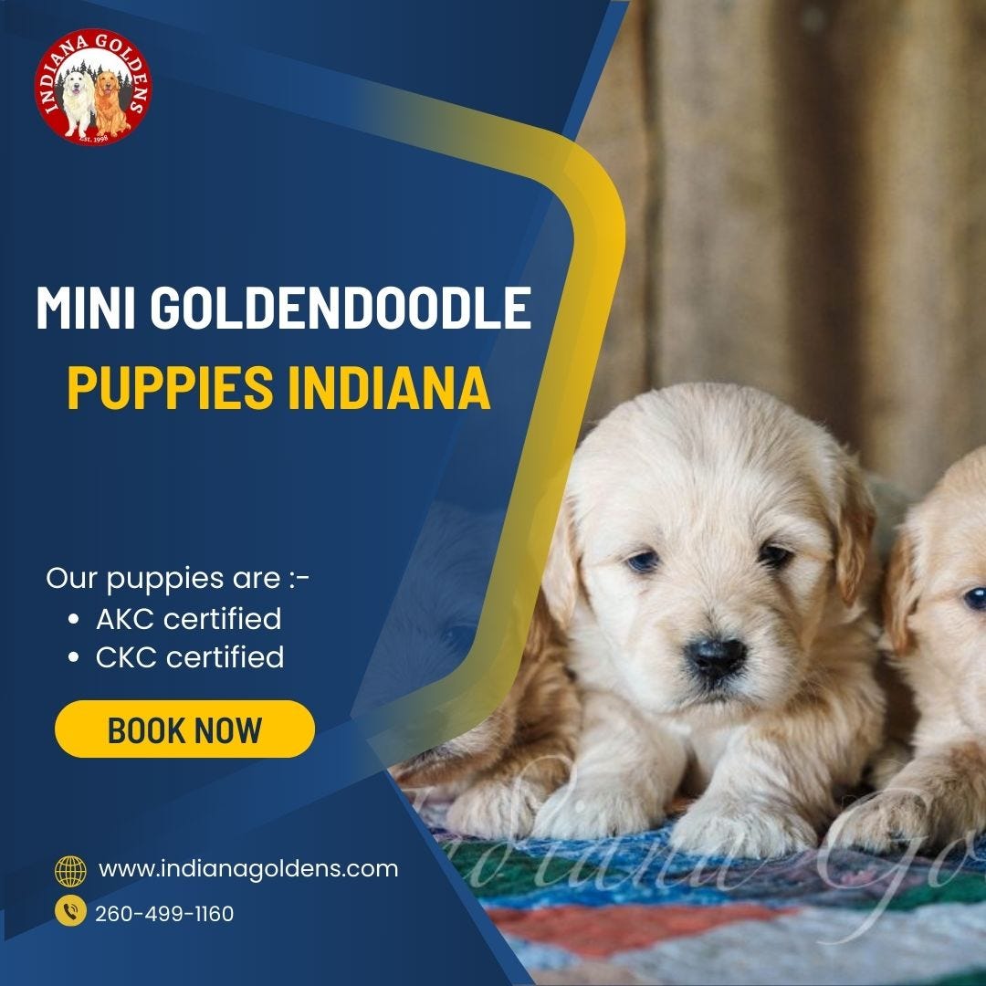 Mini Goldendoodle Puppies in Indiana: Get Your Cute Furry Pal Now ...