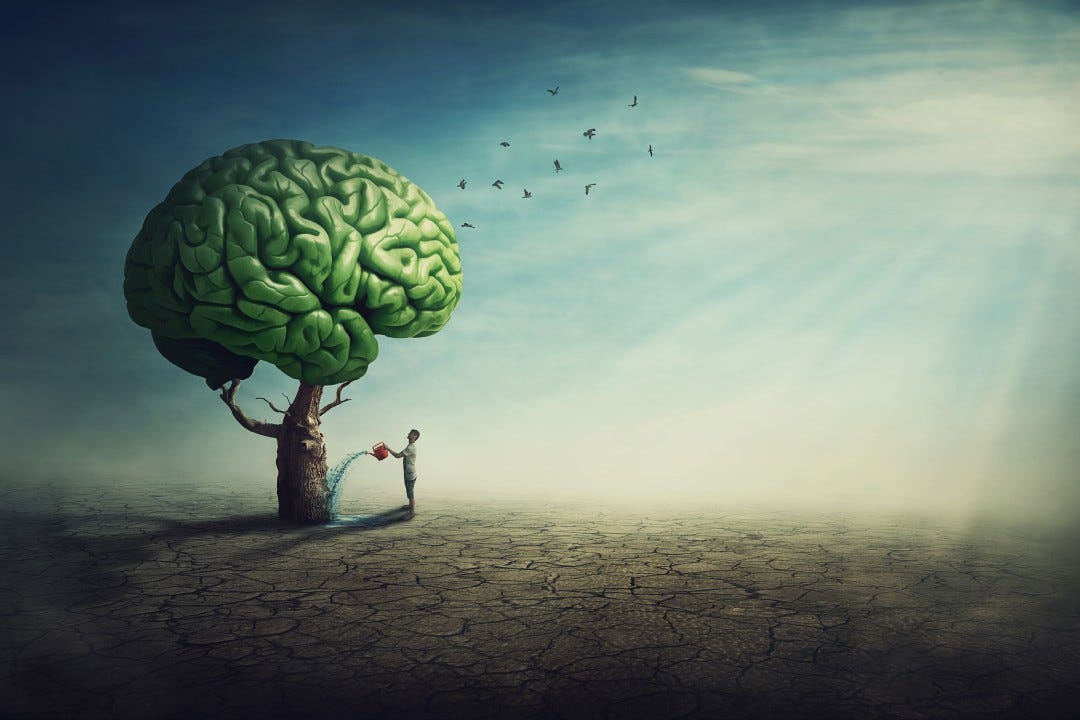 Munching on Bliss: How a Vegan Diet Can Boost Your Mental Health | by Humane Foundation | Jan ...