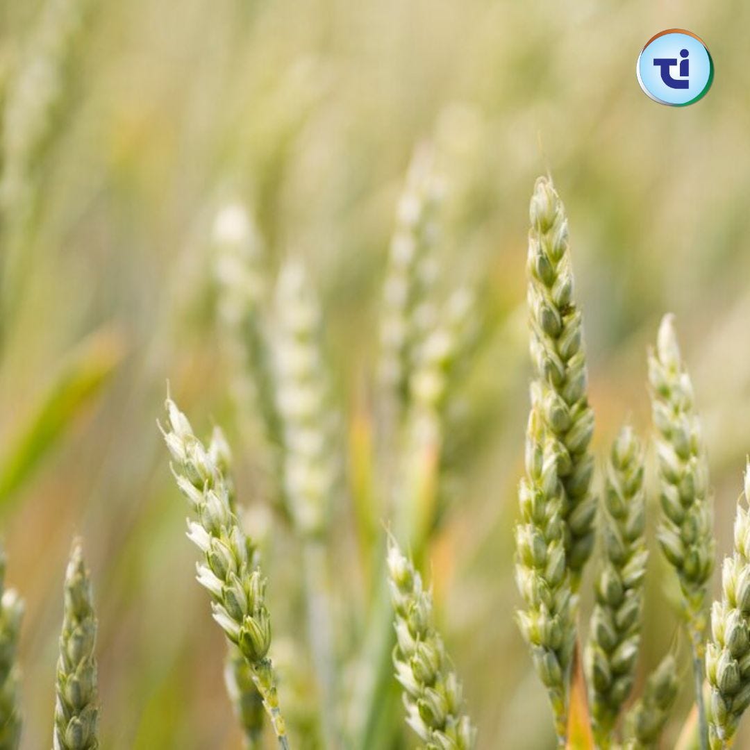 Crop Seasons In India. India’s agricultural landscape is a… | by the ...