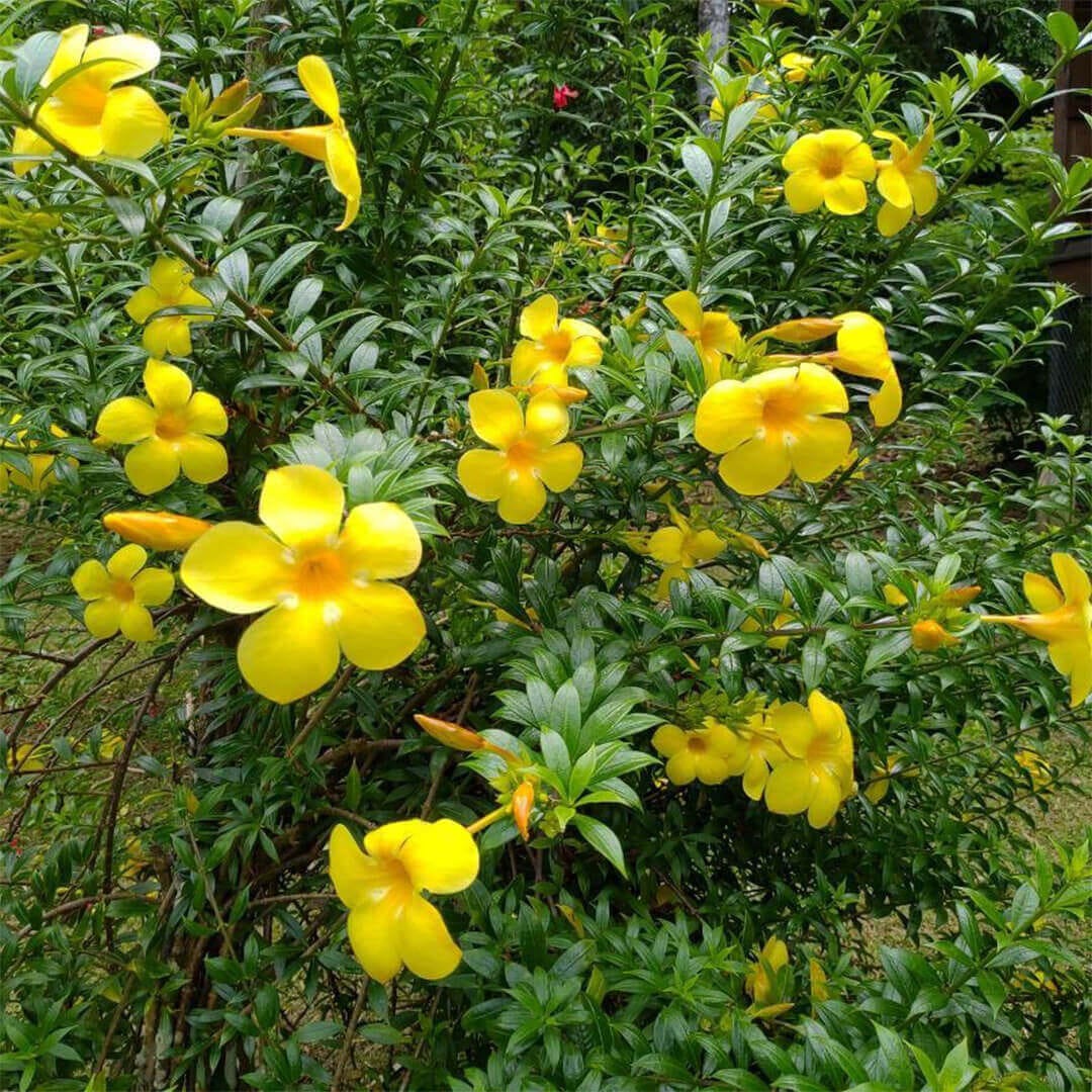 Allamanda-bush-yellow-Plant. Buy Allamanda Bush Yellow Plant online ...
