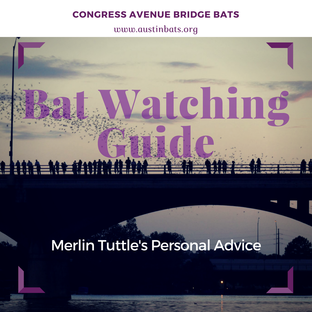 Austin Bats Watching Guide — South Congress Avenue Bridge | by Merlin ...