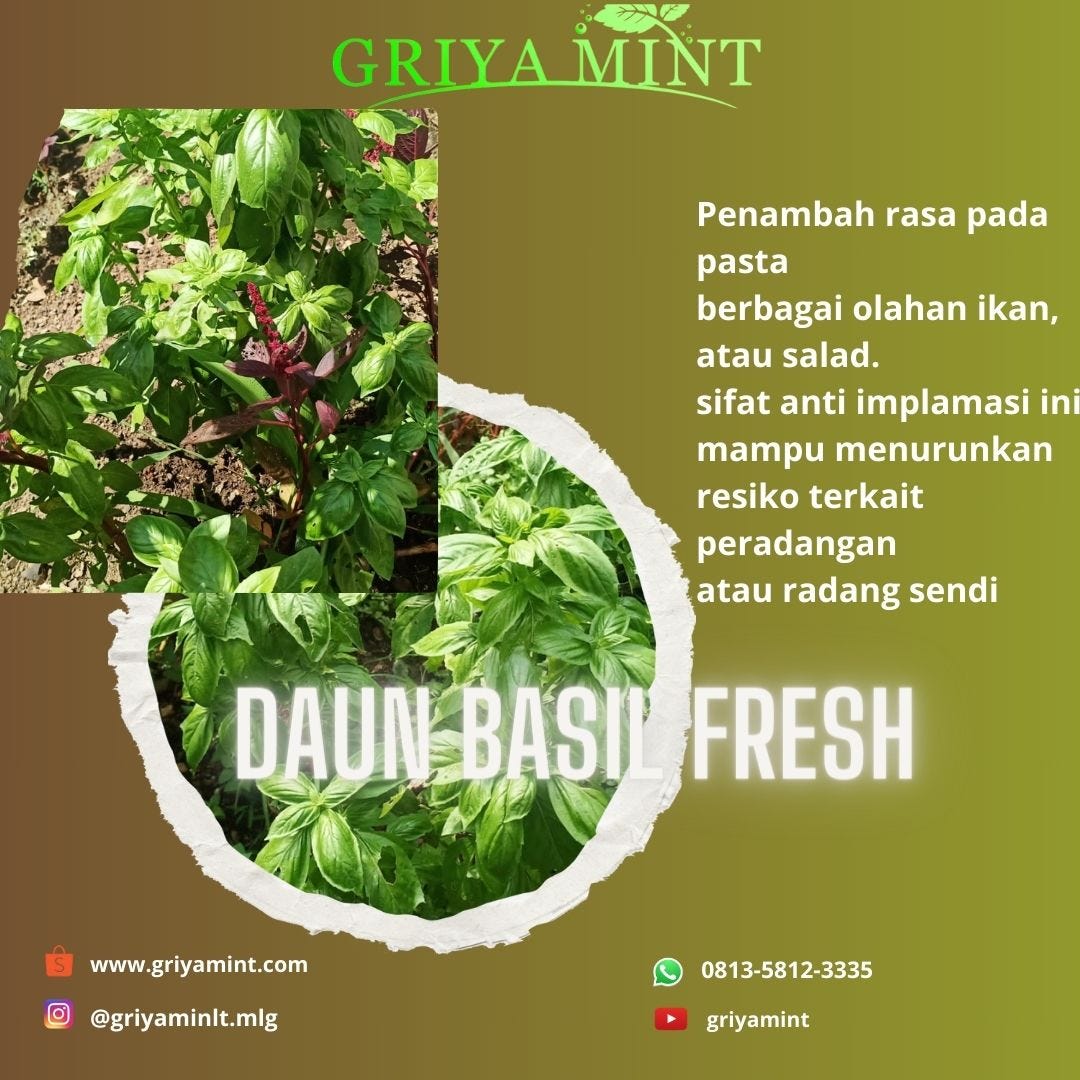 TANAMAN BASIL REMPAH” KUALITAS BAGUS INFO PEMESANAN 0813–5812–3335 | by ...