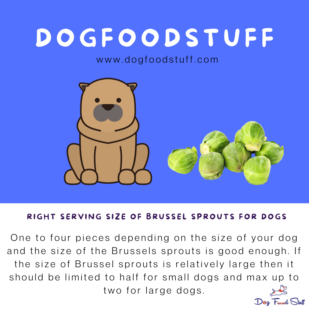 7 reasons to start feeding Brussel sprouts to your dogs | by Sweta K ...