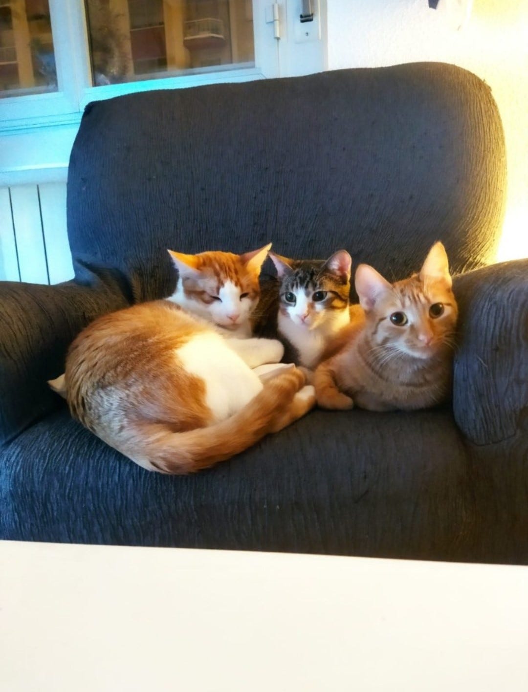 Unravelling the Myth of the “Crazy Cat Lady” | by Penny Dame | Medium