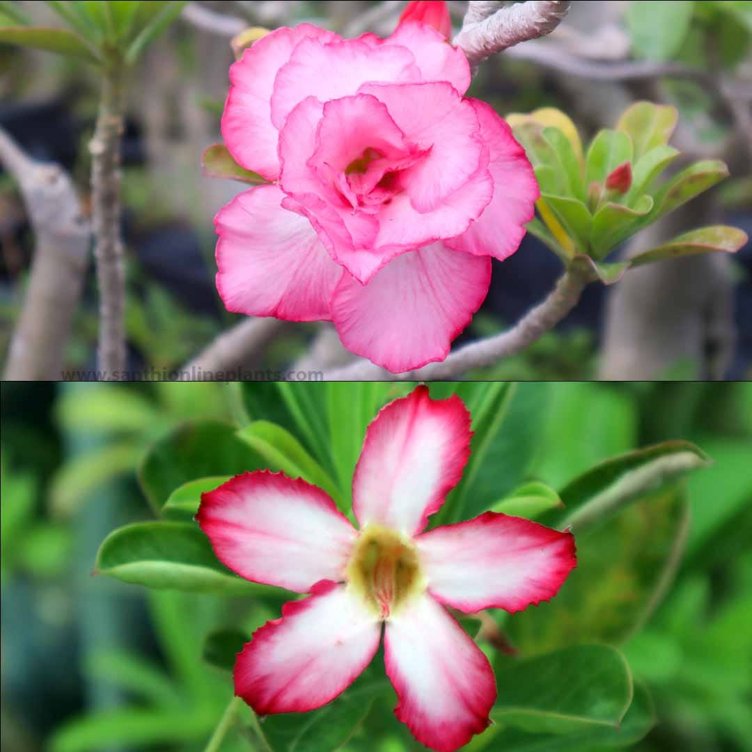 Pink-Adenium-Set. Buy the Pink Adenium Set plant from… | by santhi ...