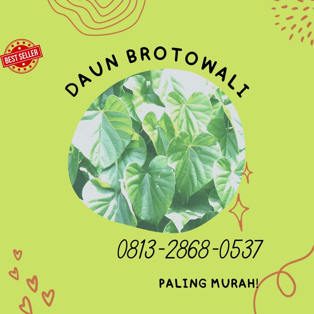 Pusat Budidaya Herbal Daun Brotowali Pohon Antawali Segar Fresh 30 ...