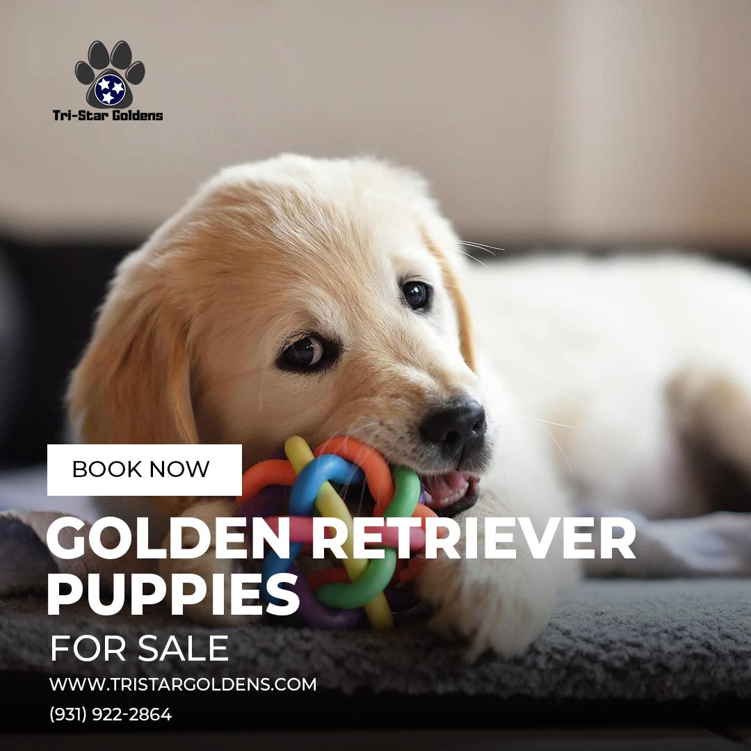 Adorable Golden Retriever Puppies for Sale: Available Now ...