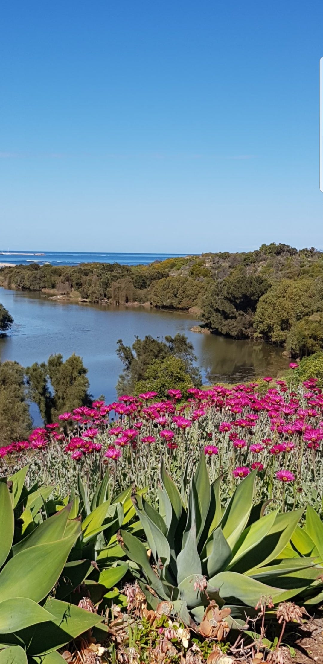 The trees are Dancing by the River — that Flows into the Sea | by Dion ...