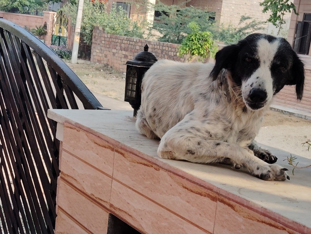 The Story of Whitey. This story was actually written in the… | by Yash ...