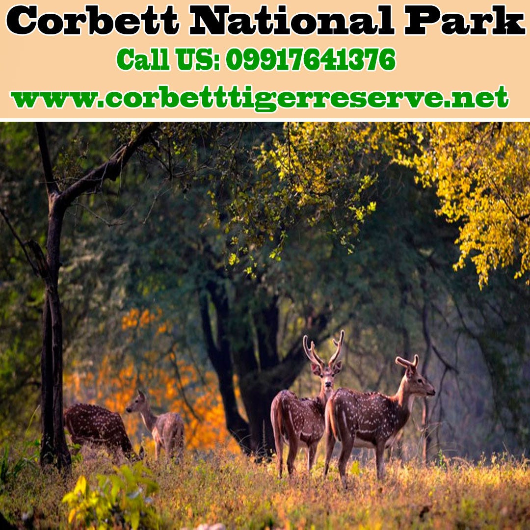 Corbett National Park - Corbett Tiger Reserve - Medium