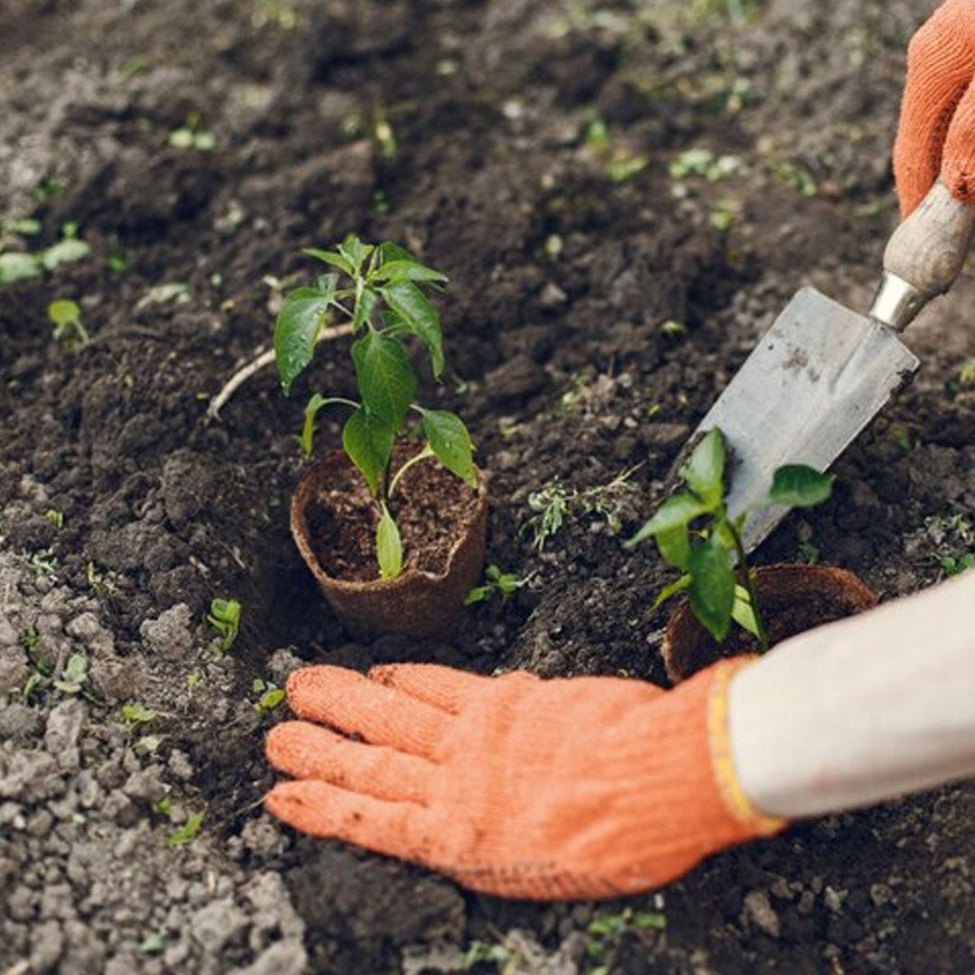 Transform Your Landscape with Professional Mulch Installation: A ...