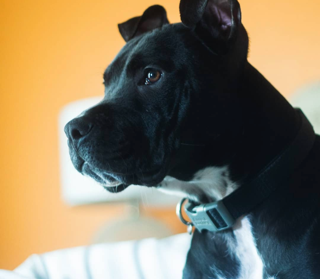 From PCOS Pup to Miracle Dog. A Story of Hope, Heartache, and Second ...