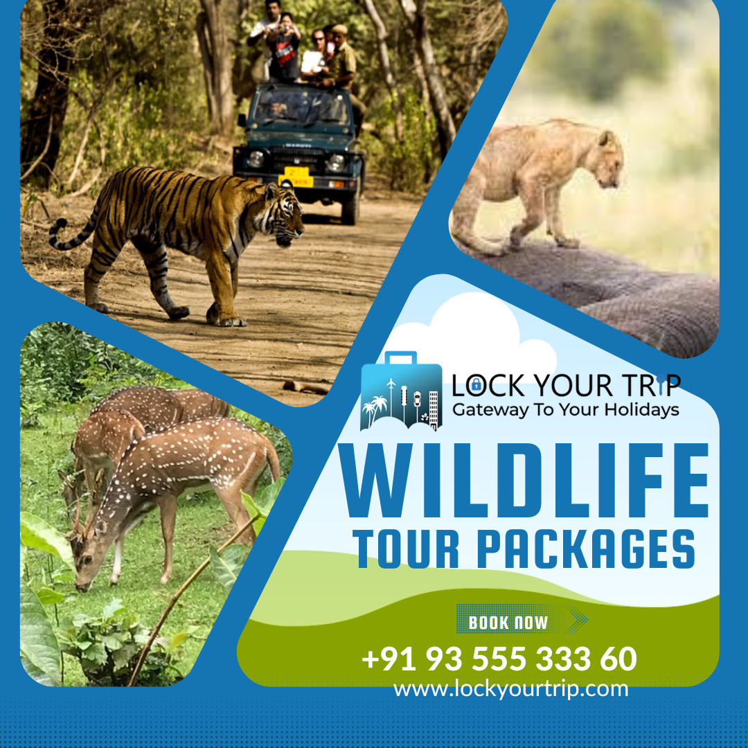 Affordable and Exciting Tour Packages for Your Budget! | by Lock Your ...