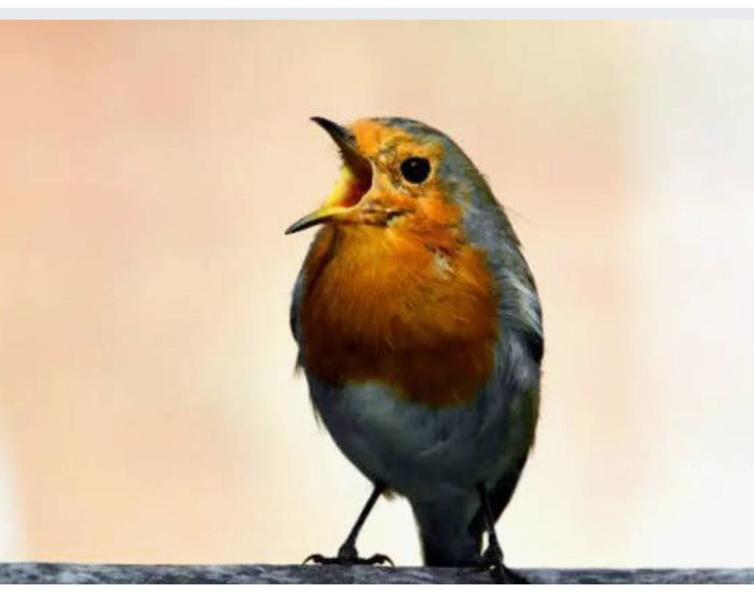 Six birds that can mimic human voice that best - Nouman Minhas - Medium