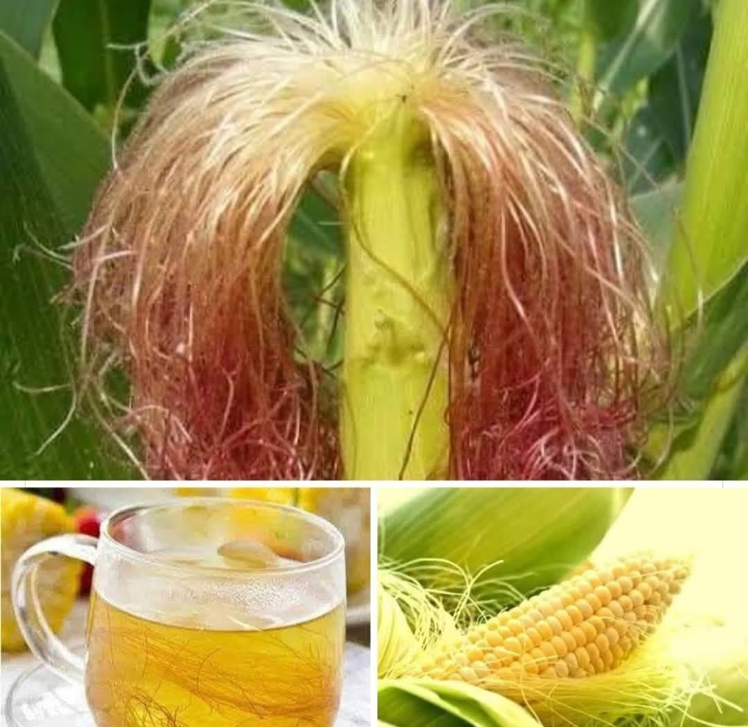 Benefits of corn silk. Food | by Hassan Ahil | Jan, 2025 | Medium
