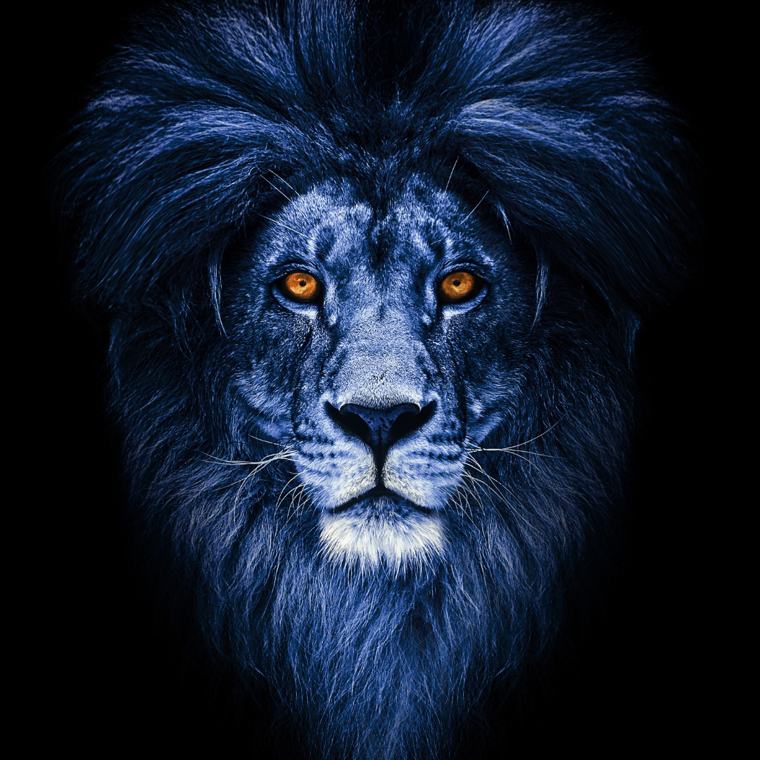 The Lions Of Notting Hill Carnival | by Poetry By Persephone | Medium