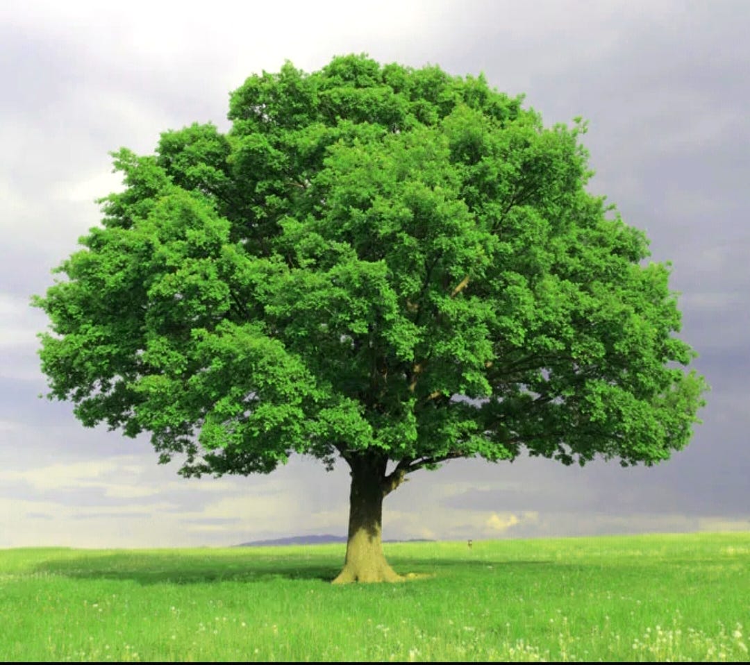 Oak Tree: Majestic pillar of temperate forests and cultural grandeur ...