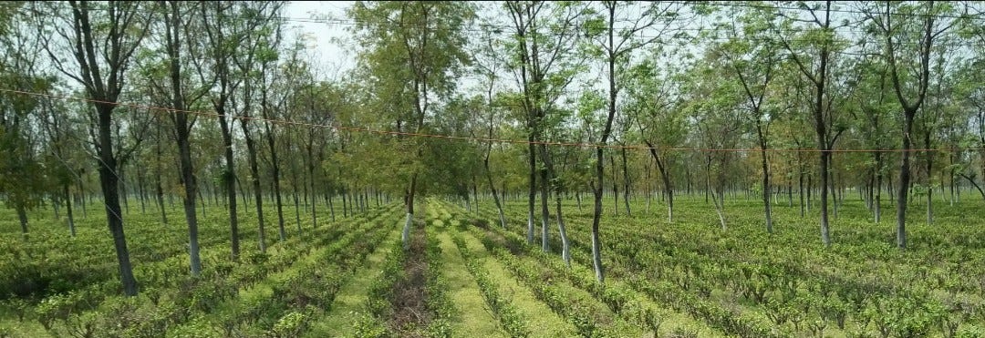 What Happens If Nature Actually Has No Trees on Earth? | by Pinku Dutta ...