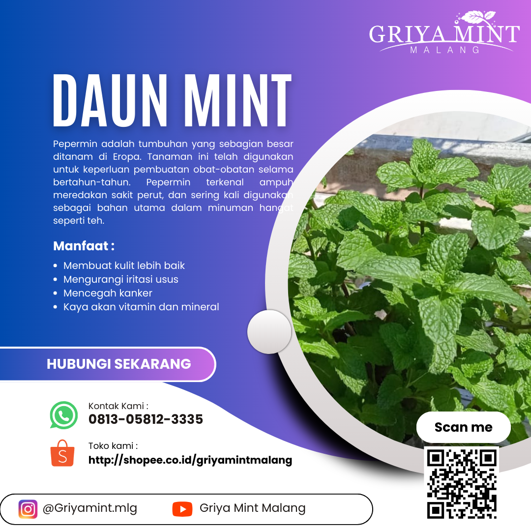 Minuman Segar dengan Aroma Mint Lokal: Minum Sehat Minyak esensial mint ...
