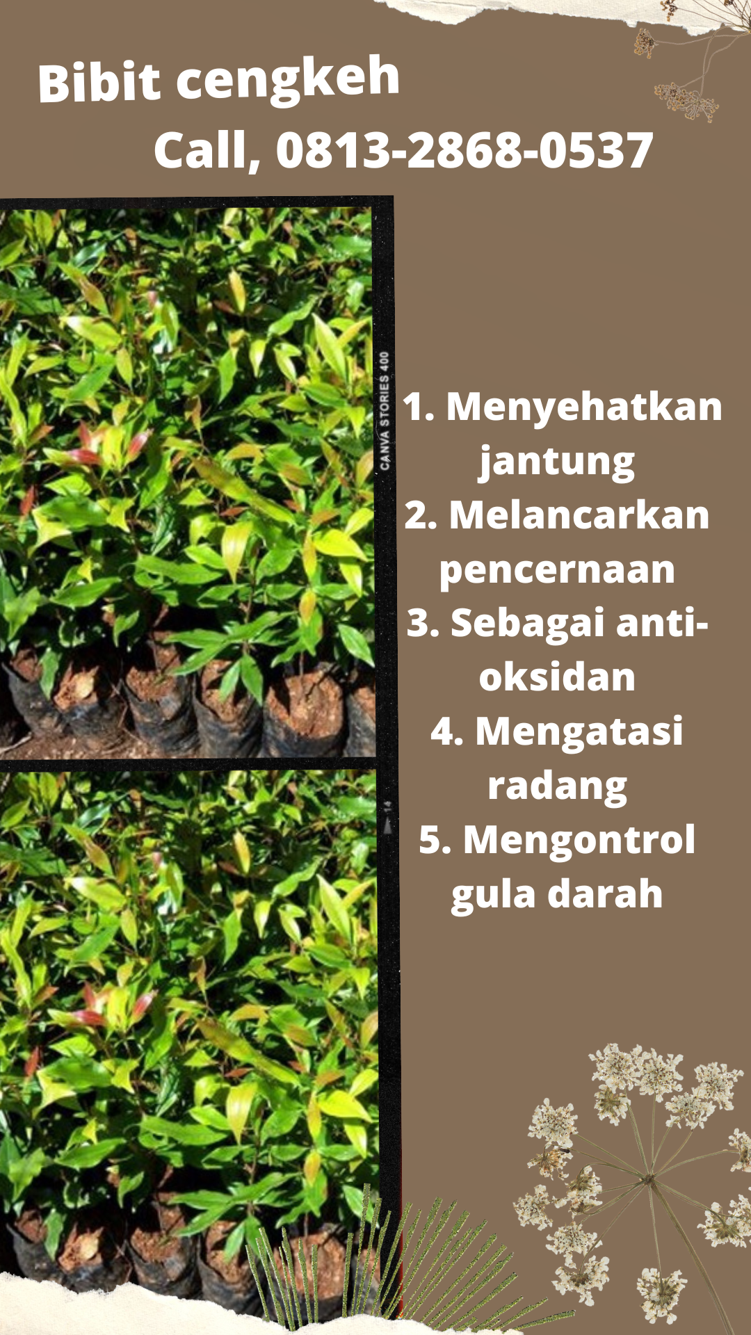 ORIGINAL !!, CALL 0813–2868–0537, Bibit Cengkeh Bersertifikat Tambak ...