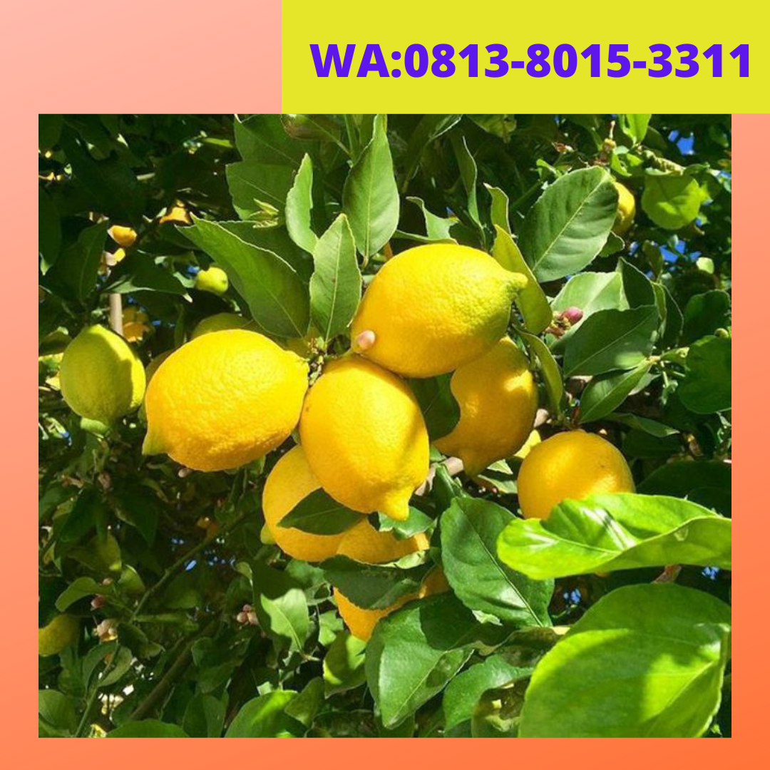 TERPERCAYA !. Jual Bibit Lemon Australia – Lemon… | by ...