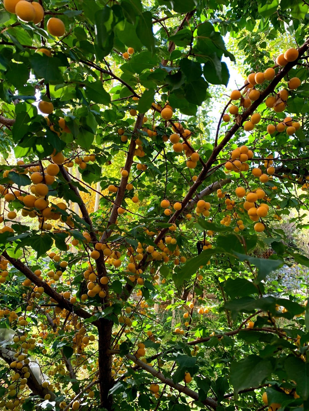 Apricot’s Love Notes - Literary Impulse - Medium