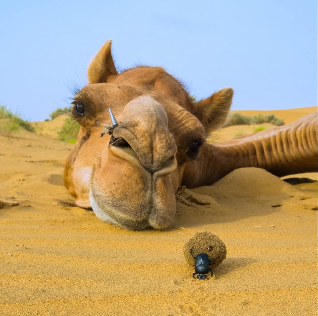 A Night in the Thar Desert. A magical experience that kept me… | by ...