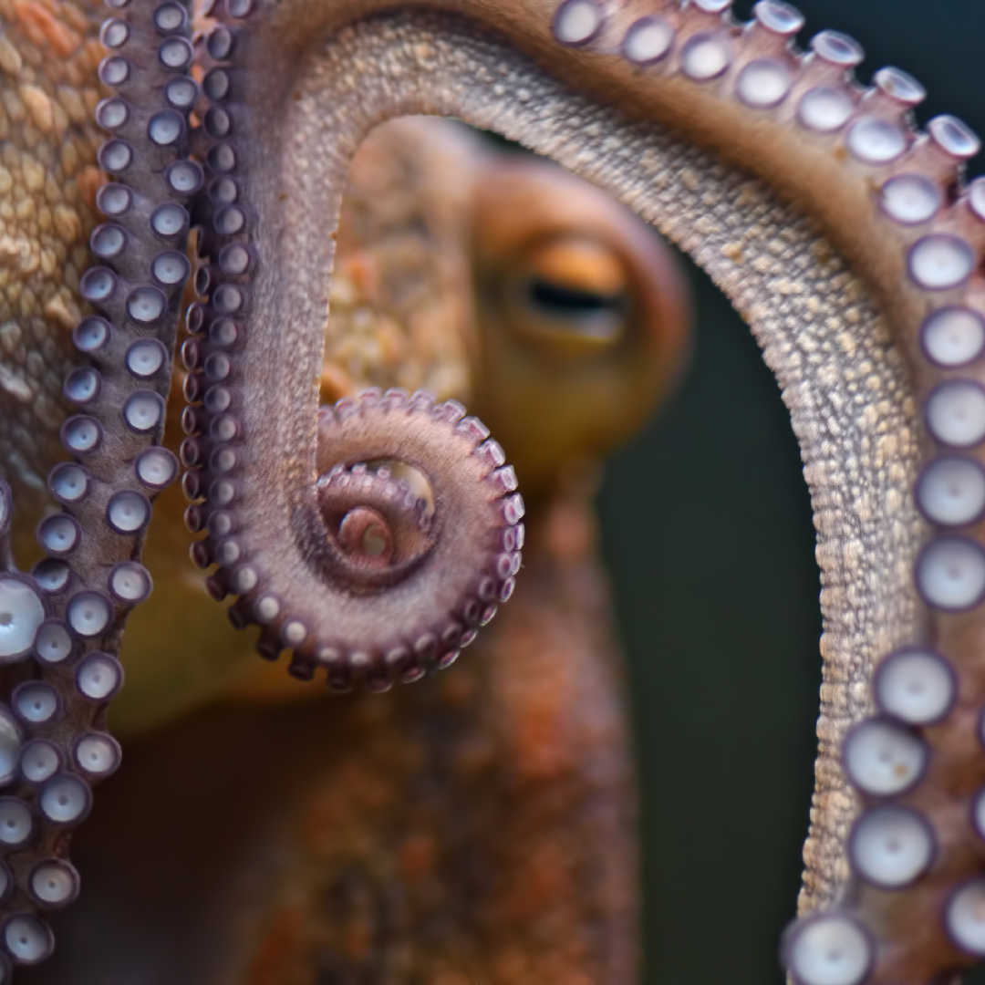 Lighten Up, Ya Octopussy. Life lessons from the self-sabotaging… | by ...