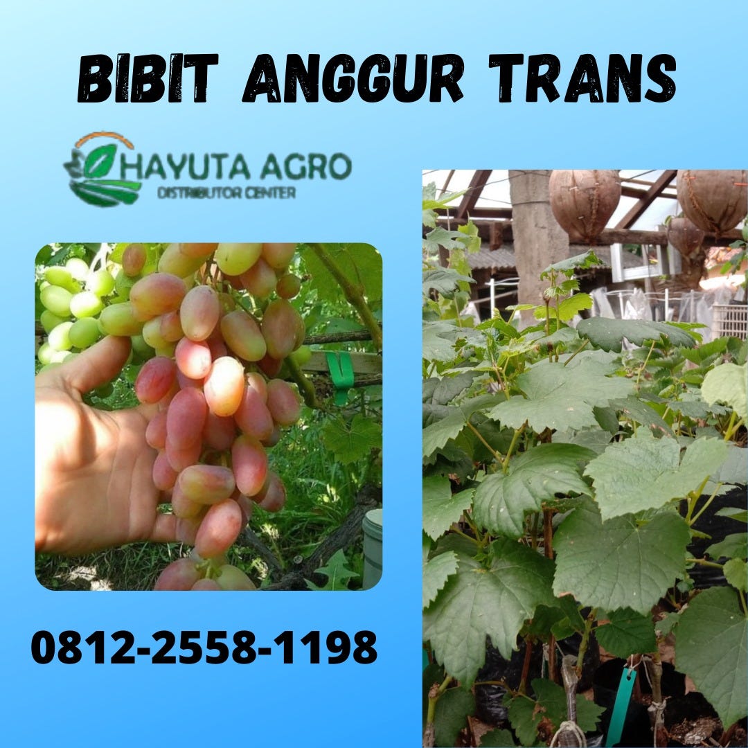 HARGA KHUSUS! TELP! 0812-2558-1198, GROSIR budidaya anggur ...